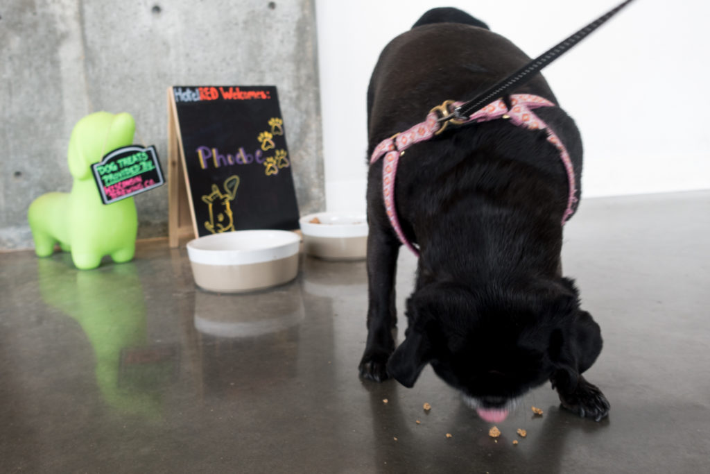 HotelRed: Pet-Friendly Hotel in Madison, WI - Thyme & Love