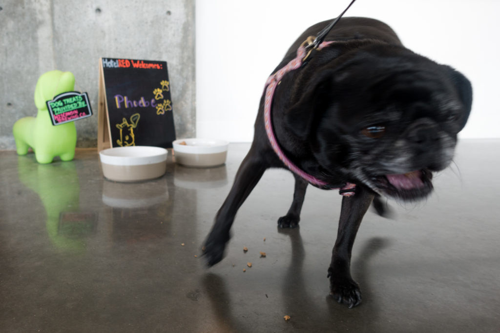 HotelRed: Pet-Friendly Hotel in Madison, WI - Thyme & Love