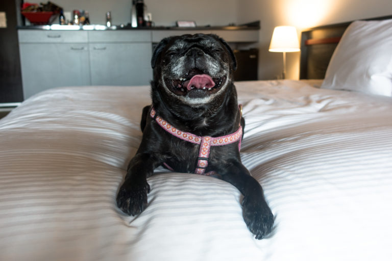 HotelRed: Pet-Friendly Hotel in Madison, WI - Thyme & Love