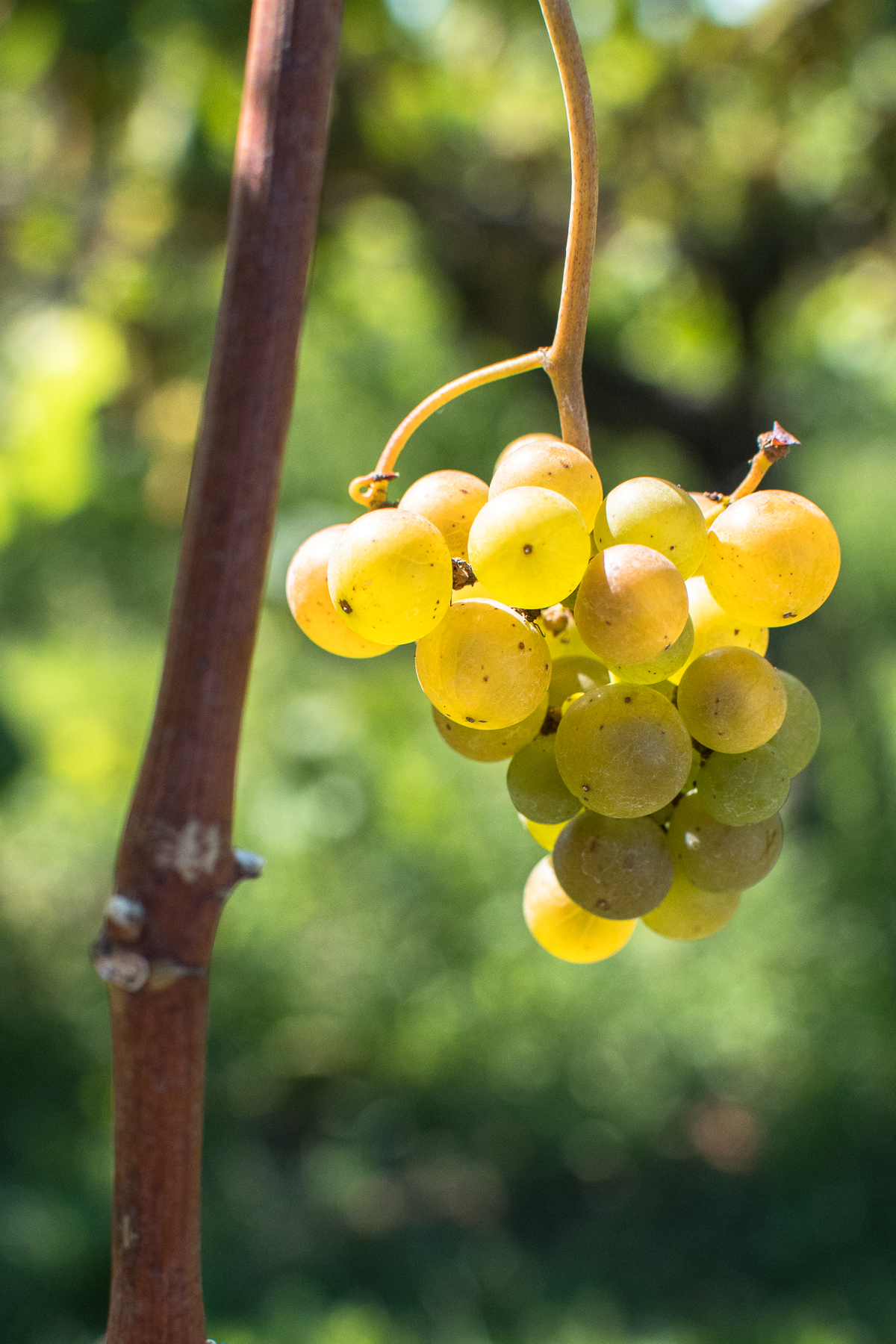 How to Visit the Lake Michigan Shore Wine Trail - Thyme & Love